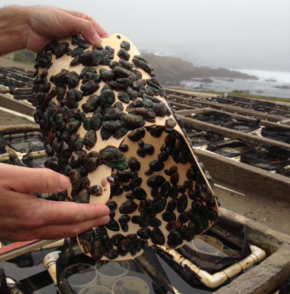 what to drink when an abalone is inhaling your hand | grapefriend