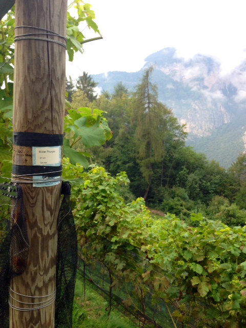 great grapes in alto adige | grapefriend